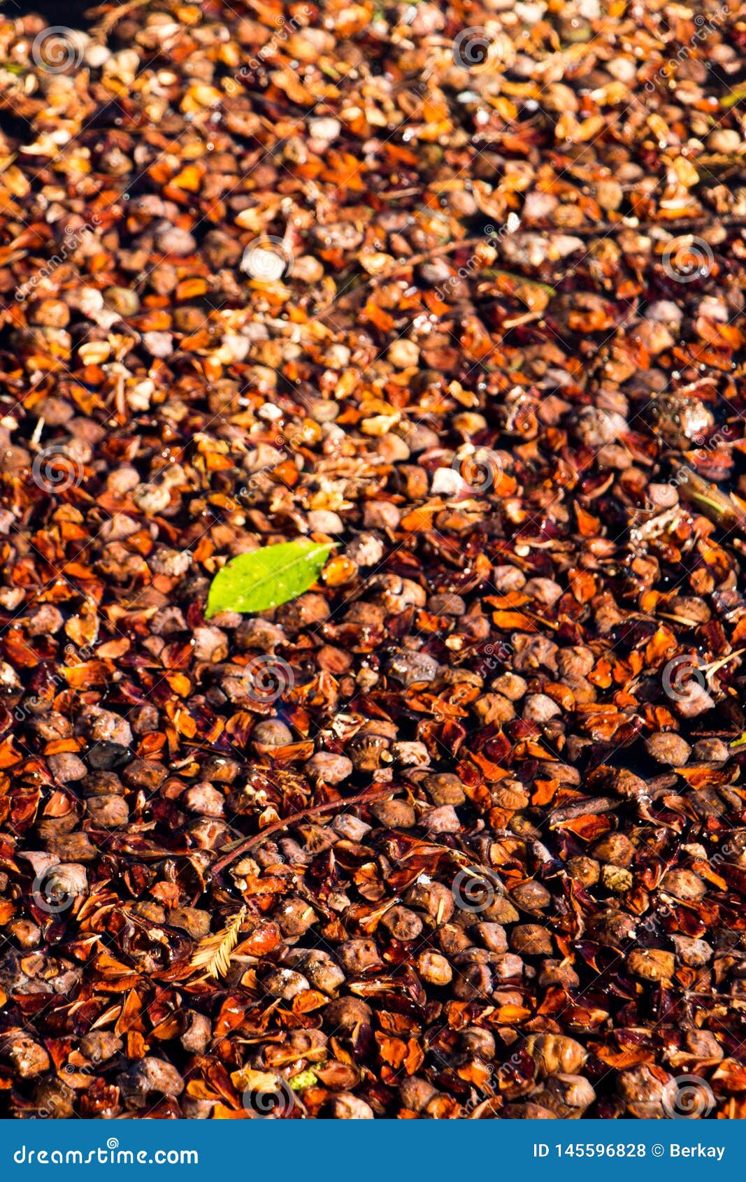 Texture Background of Autumn Season with Its Elements Stock Photo ...