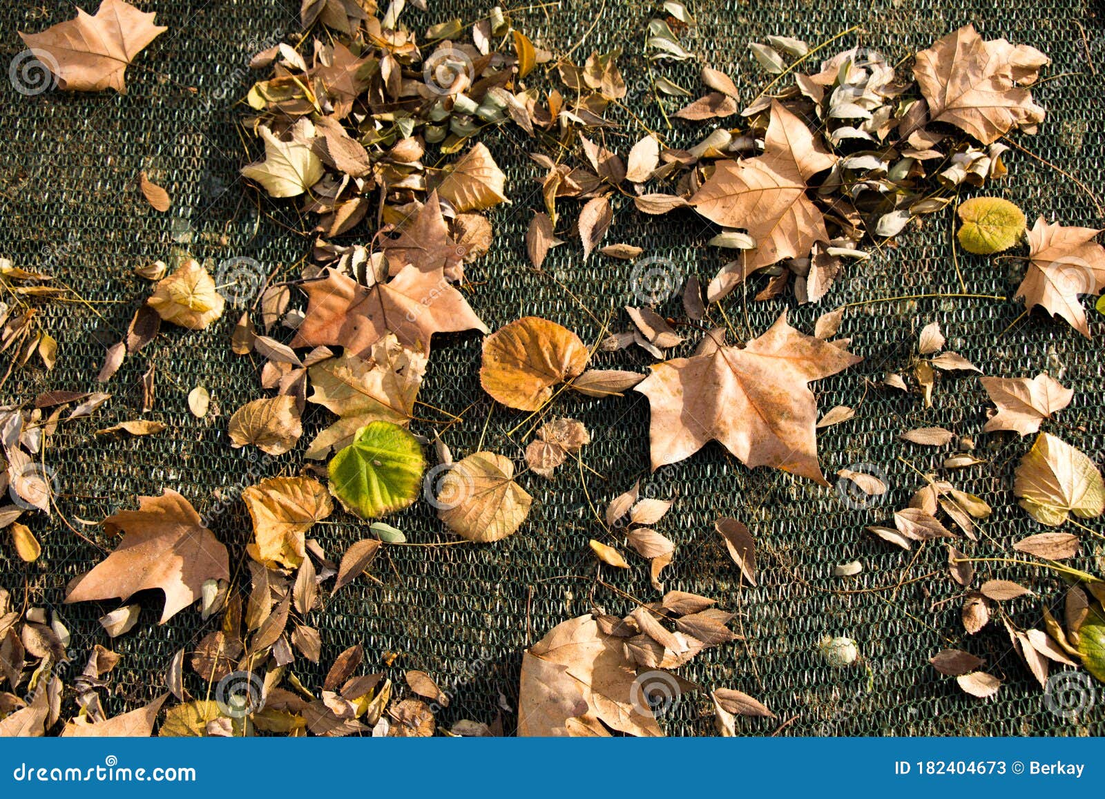 Texture Background of Autumn Season with Its Elements Stock Image ...