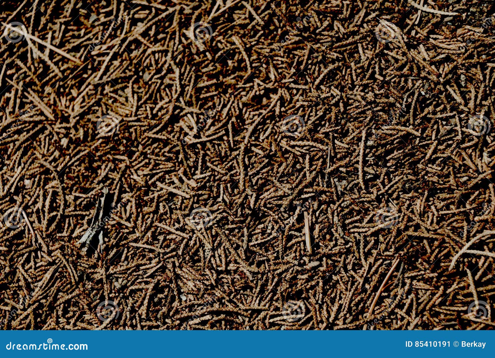 Texture Background of Autumn Season with Its Elements Stock Image ...