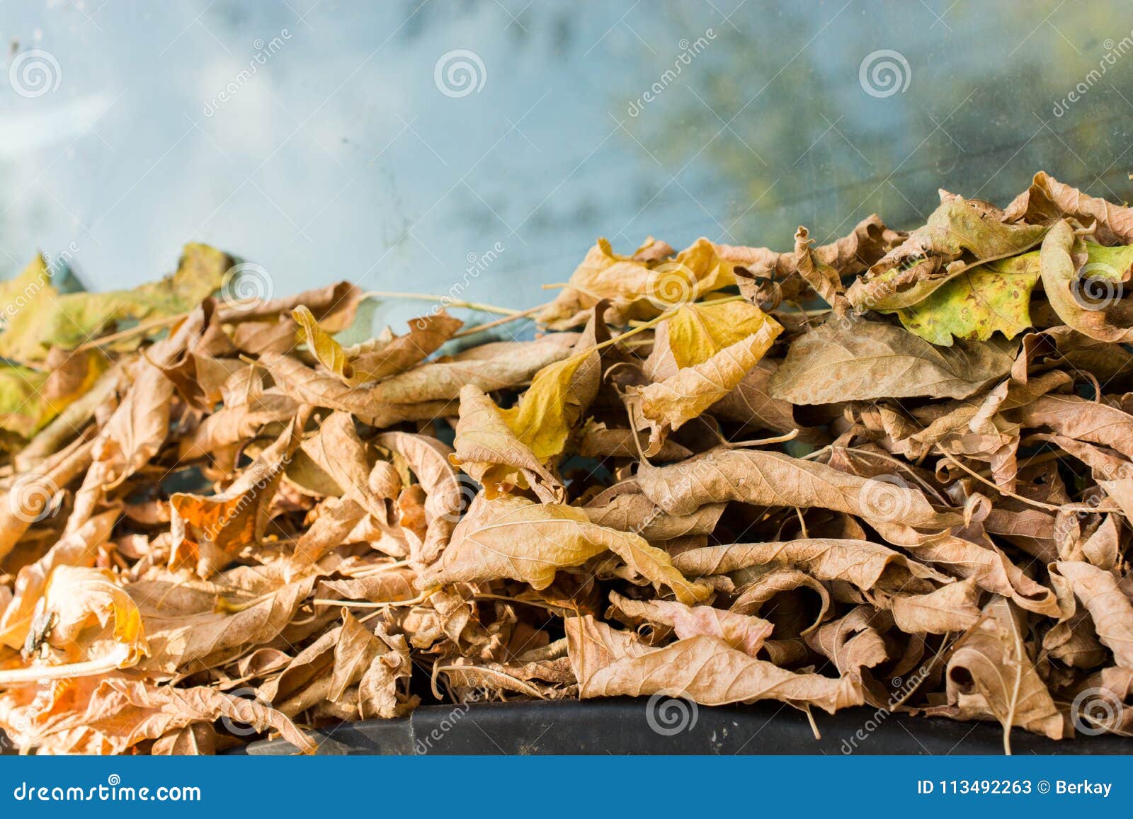Texture Background of Autumn Season with Its Elements Stock Image ...