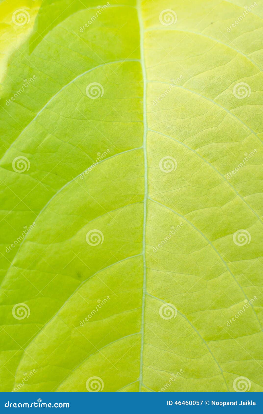 Texture Background of Backlight Fresh Green Leaf Stock Image - Image of ...