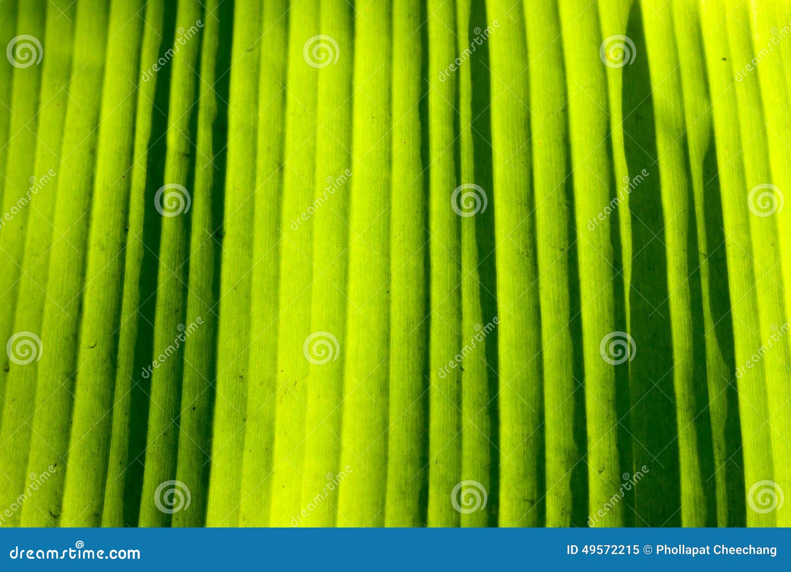 Texture Background of Backlight Fresh Green Leaf. Stock Image - Image ...