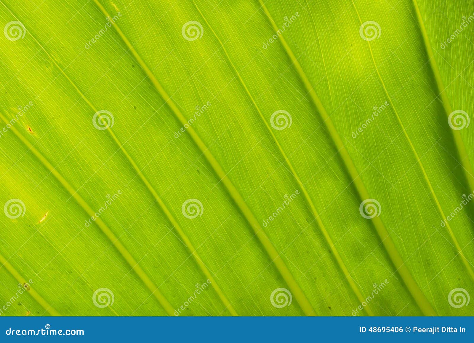 Texture Background of Backlight Fresh Green Leaf. Stock Photo - Image ...