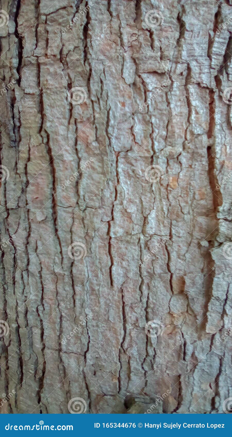 Texture Background of the Bark of a Tree Stock Photo - Image of wood ...