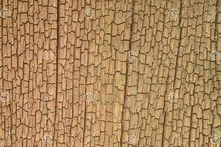 Texture or Background a Bark of the Trunk Light Colored Trees and Has ...