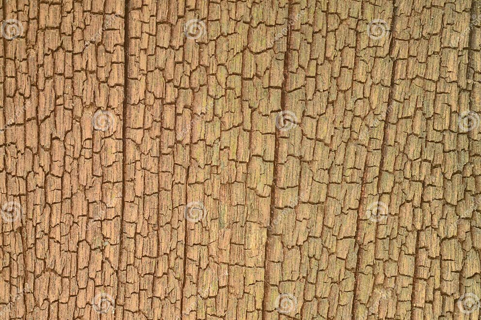 Texture or Background a Bark of the Trunk Light Colored Trees and Has ...
