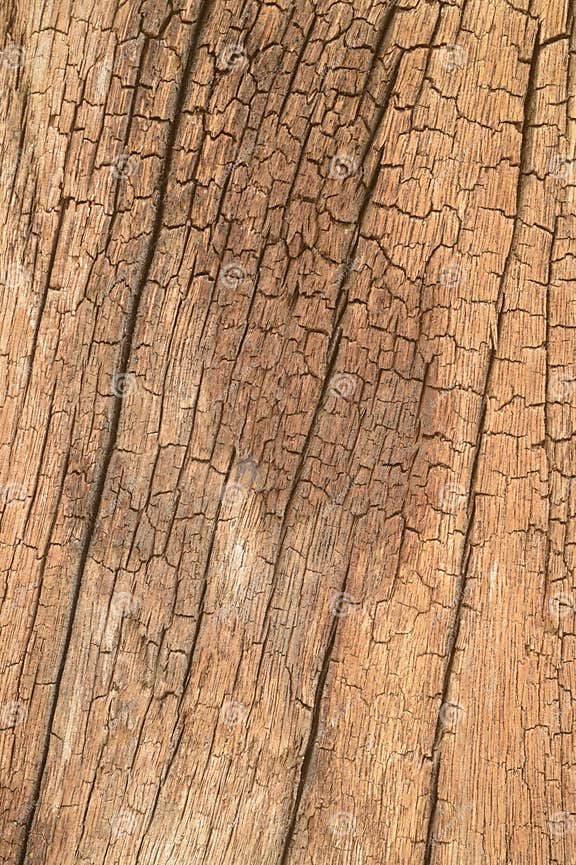 Texture or Background of Bark of the Trunk Light Colored Trees and Has ...