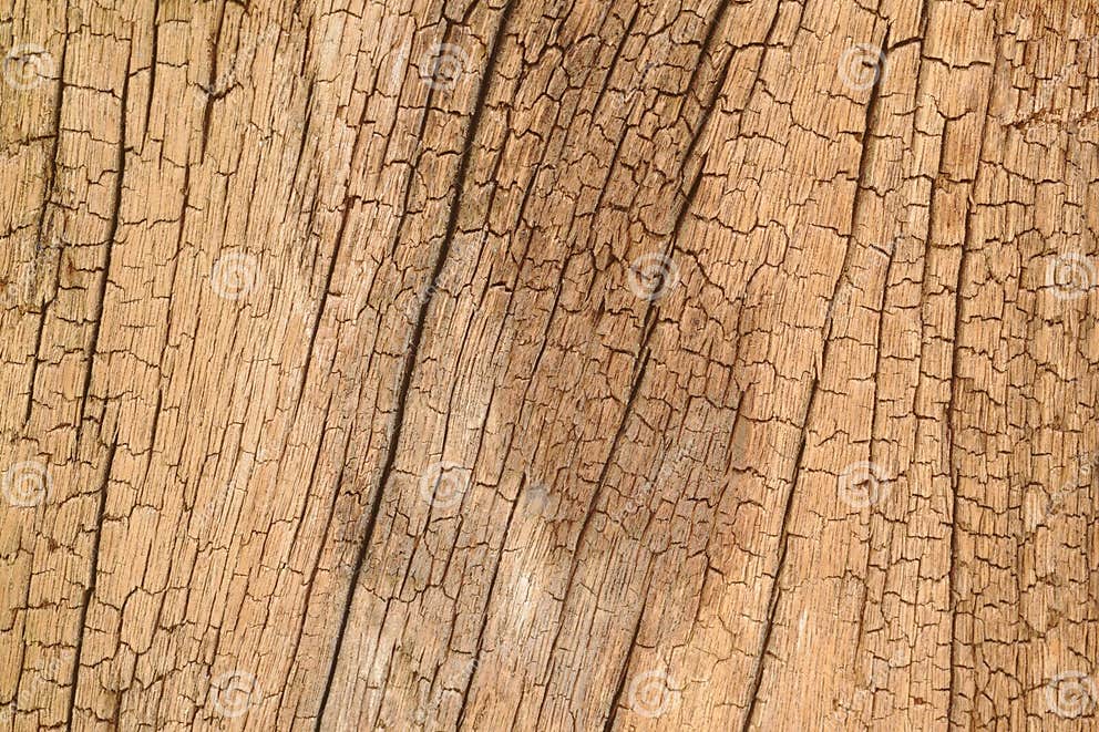 Texture or Background of Bark of the Trunk Light Colored Trees and Has ...