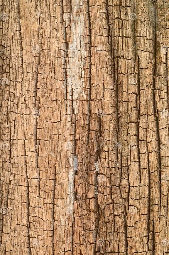 Texture or Background of Bark of the Trunk Light Colored Trees and Has ...