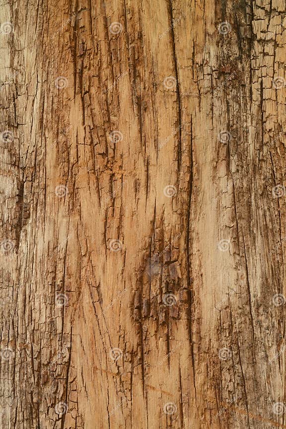 Texture or Background of Bark of the Trunk Light Colored Trees and Has ...