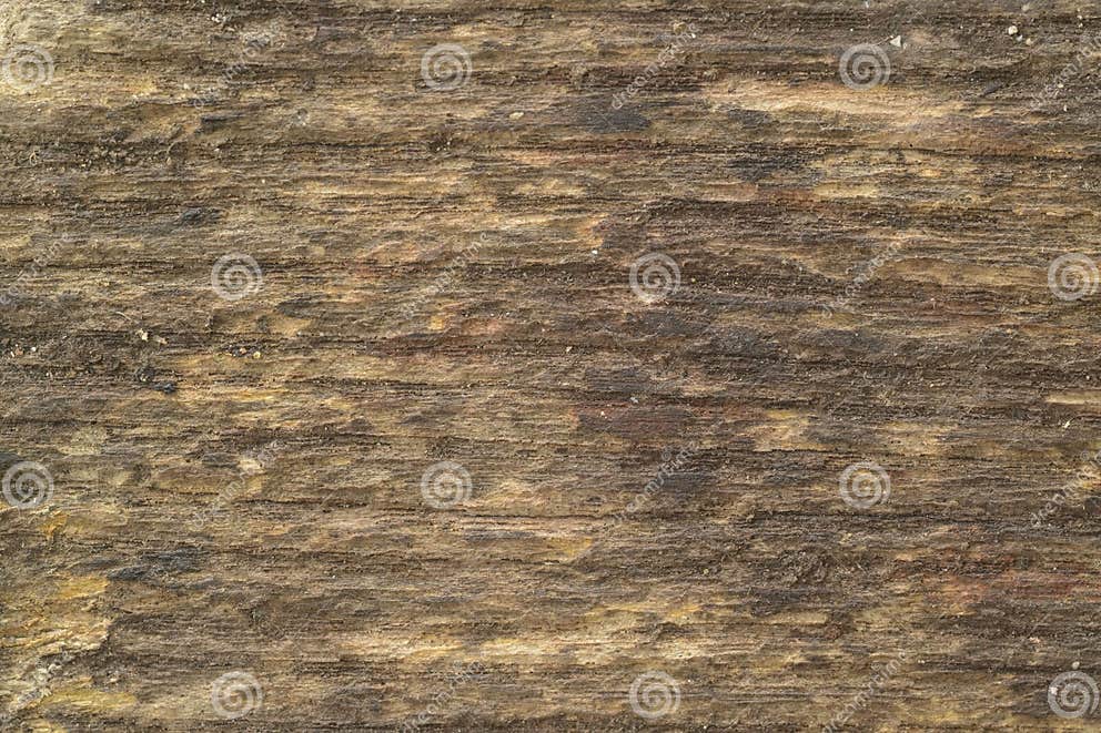 Texture or Background of Bark of the Trunk Light Colored Trees and Has ...
