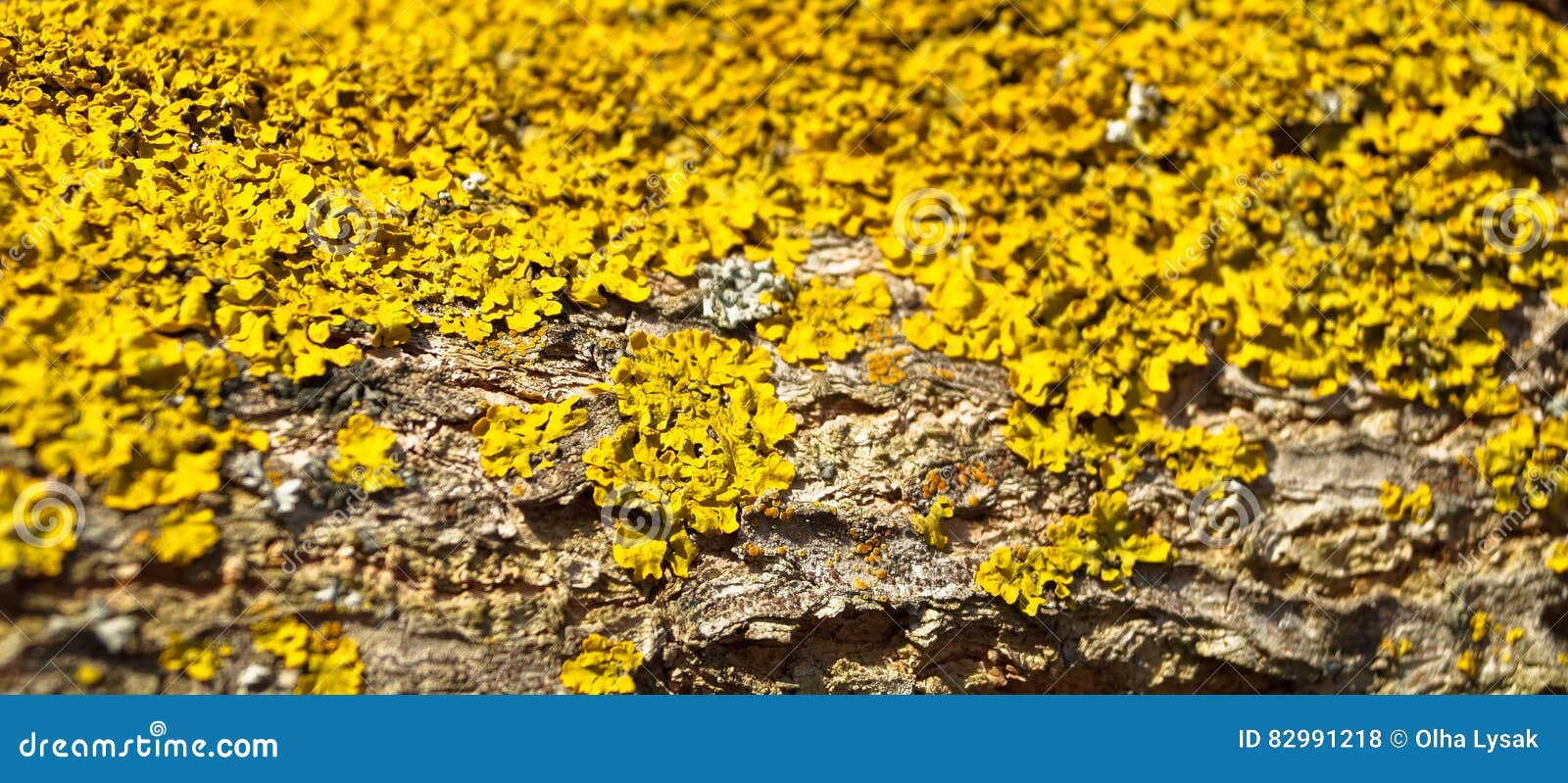 Texture Background of the Beautiful Moss on the Tree Branch Stock Photo ...