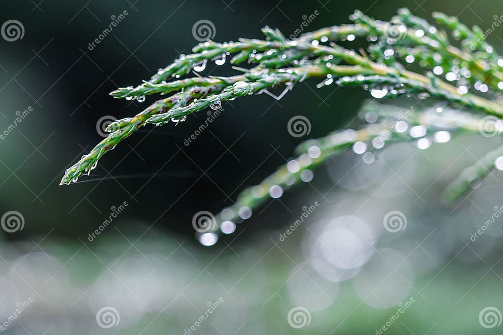 Texture, Background of Blue Branches of Coniferous Evergreen Juniper ...