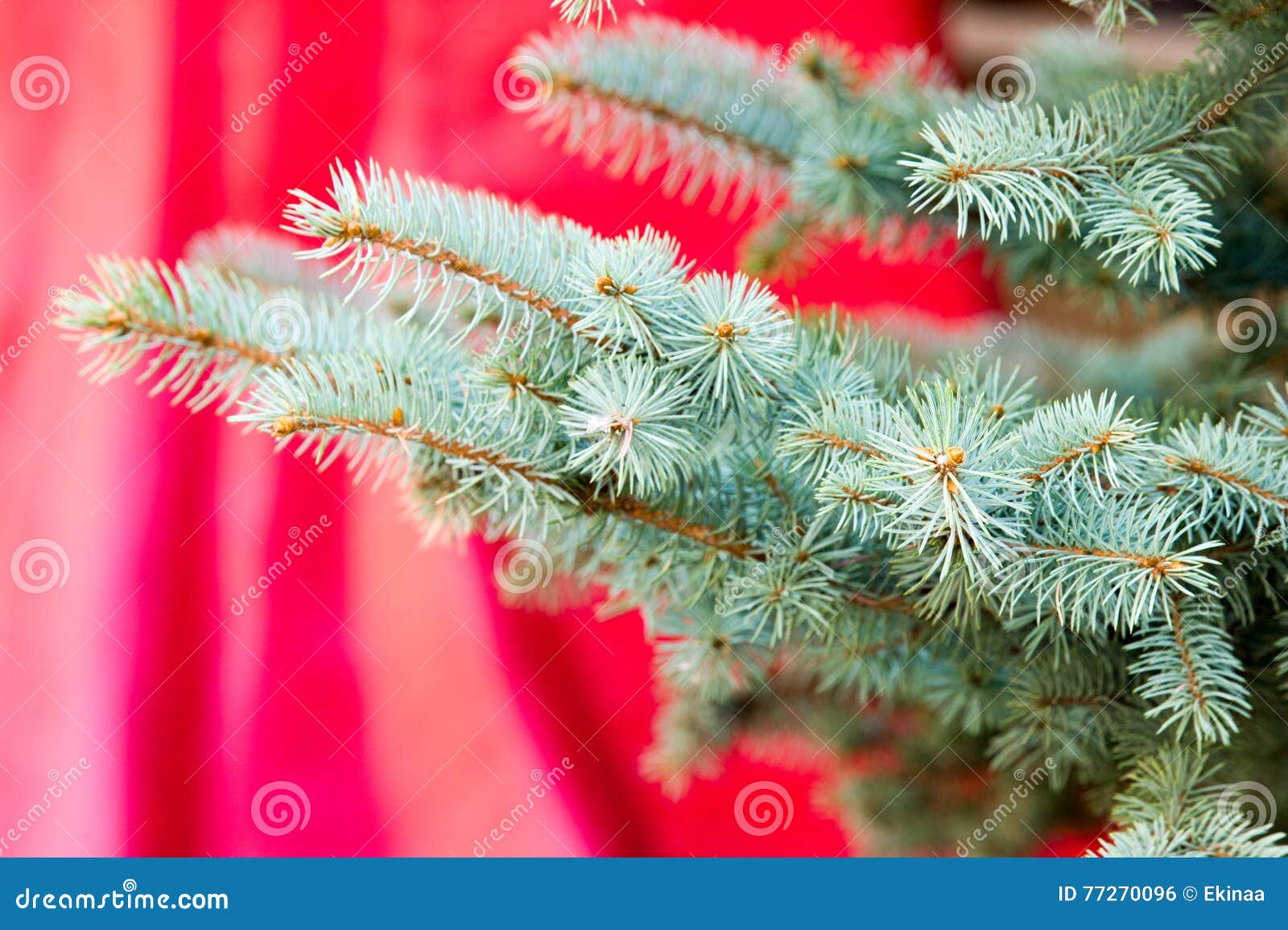 Texture, Background. Blue Spruce Stock Photo - Image of isolated ...