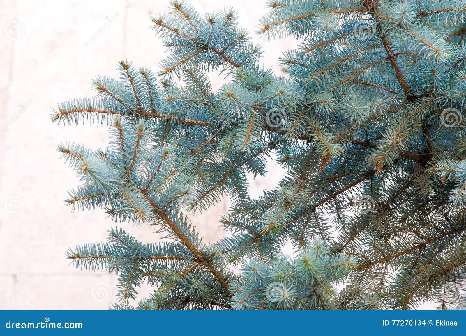 Texture, Background. Blue Spruce Stock Photo - Image of nature, natural ...