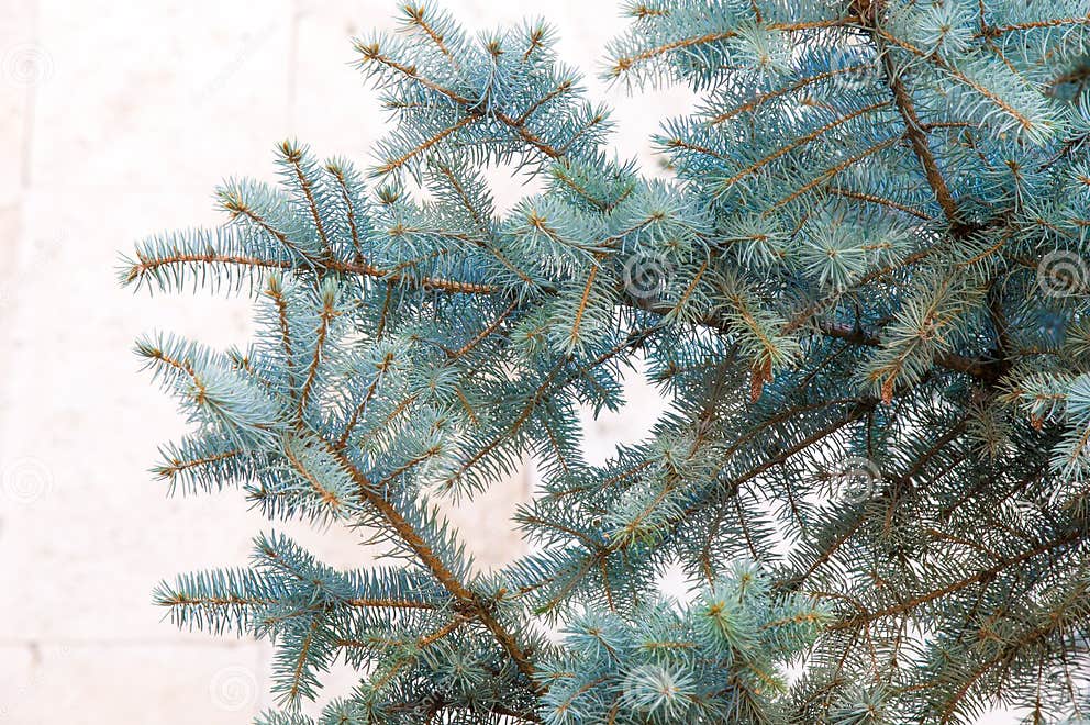 Texture, Background. Blue Spruce Stock Photo - Image of nature, natural ...