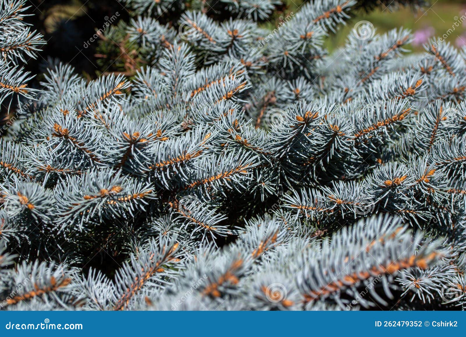 Texture Background of Blue Spruce Tree Branches and Needles Stock Photo ...