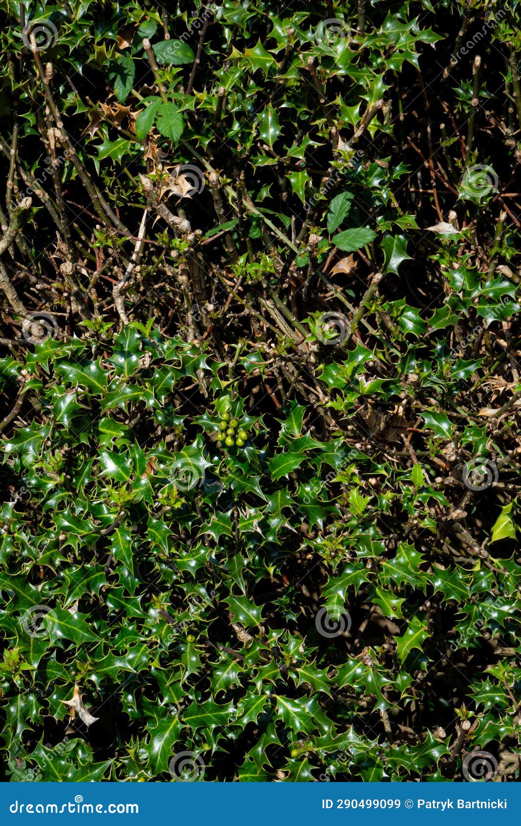 Texture Background of Bush with Branch Stock Image - Image of bush ...