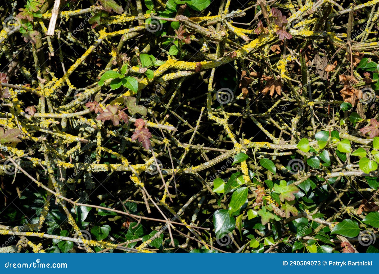 Texture Background of Bush with Branch Stock Image - Image of tiny ...