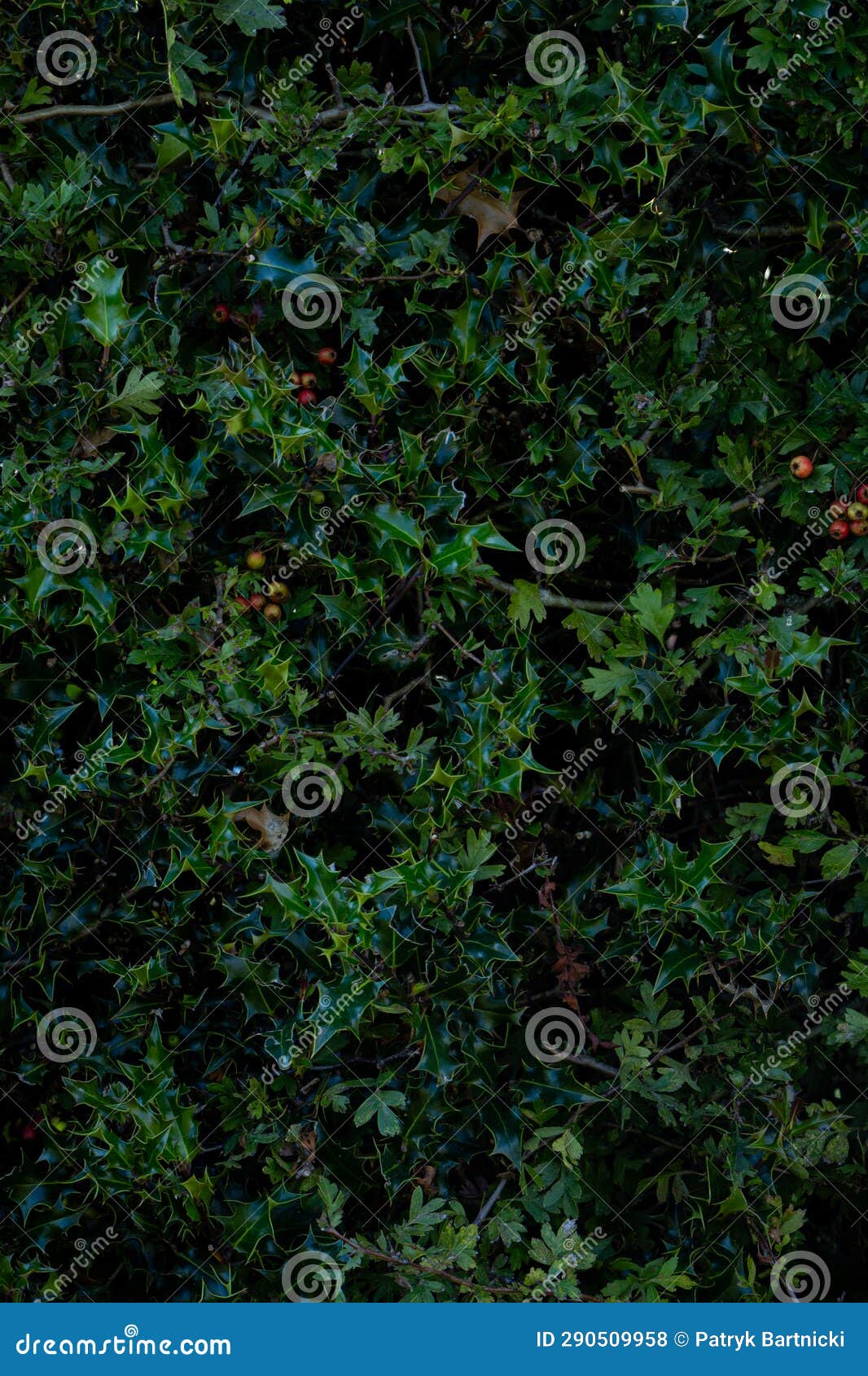 Texture Background of Bush with Branch Stock Photo - Image of pattern ...