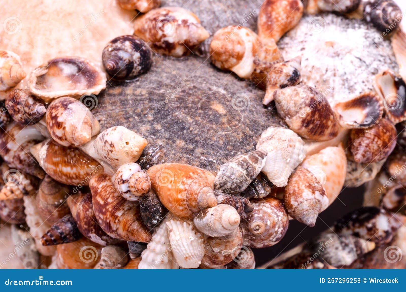 Background of Sea Shells , Digital Photo Image Stock Image - Image of ...