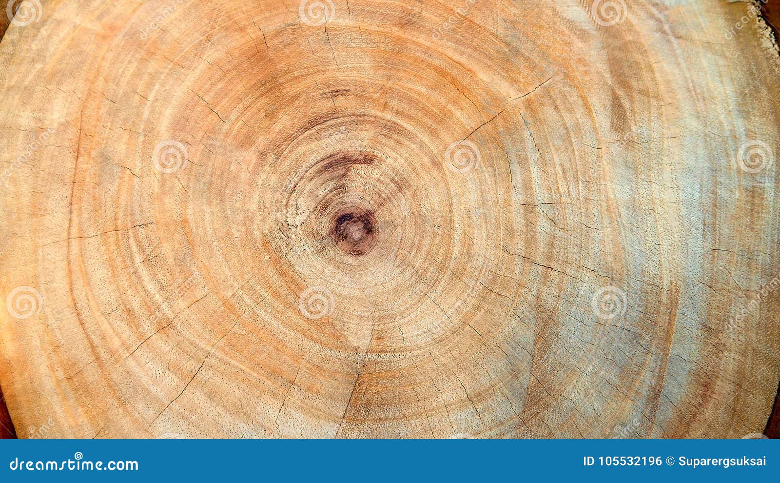 Texture of Cross Section of Tree Trunk Stock Photo - Image of shape ...