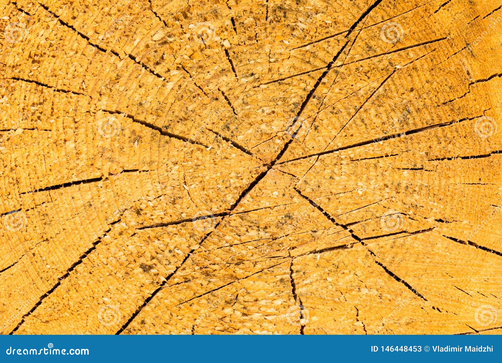 The Texture or Background of Cut Down Tree Trunk with Annual Rings ...
