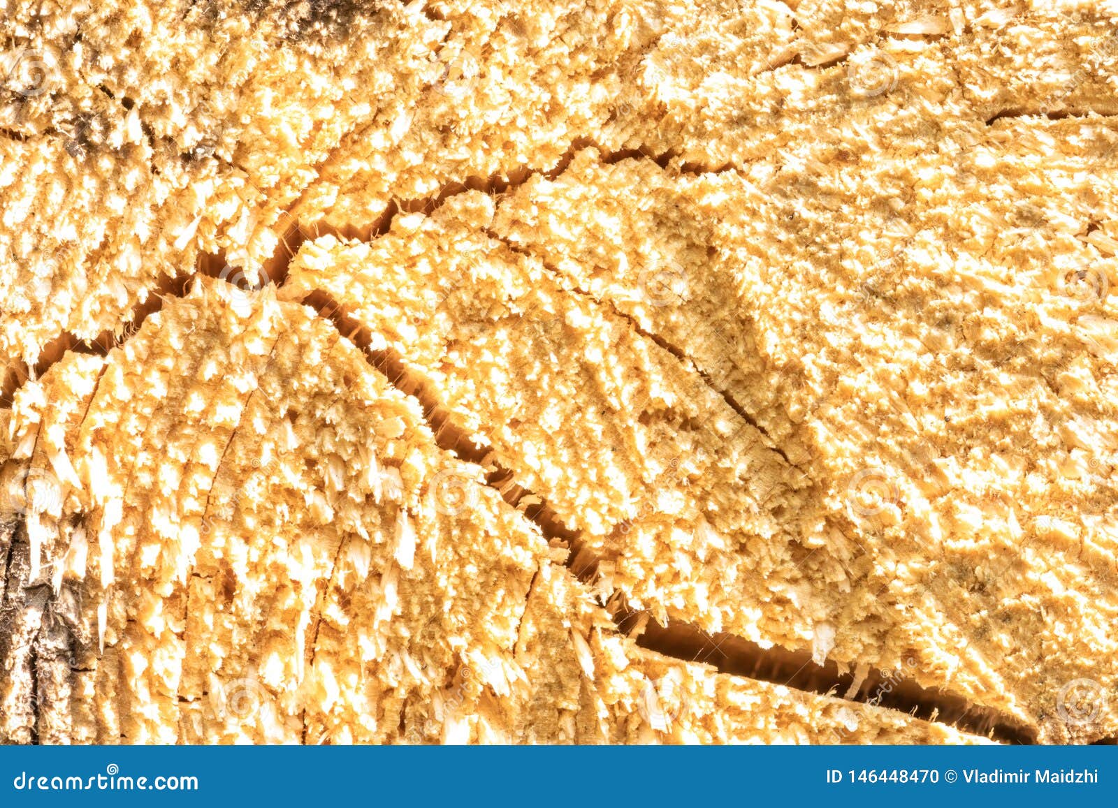 The Texture or Background of Cut Down Tree Trunk with Annual Rings ...