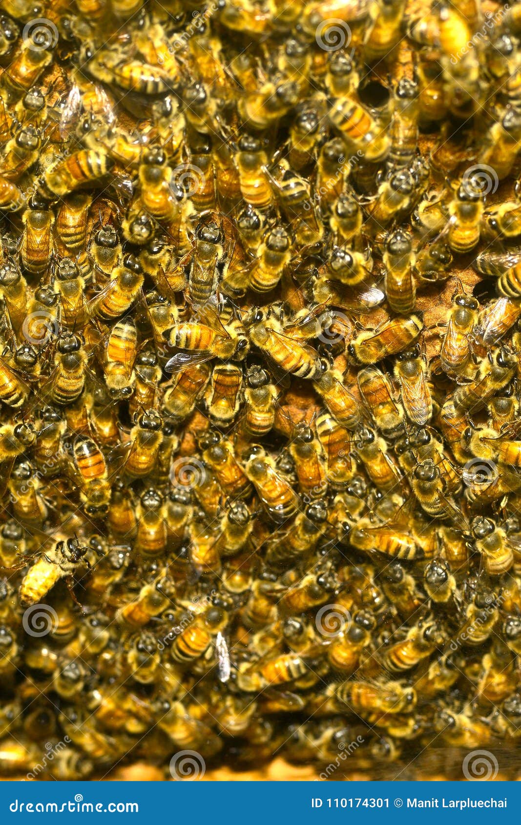 A Dense Cluster Of Swarms Of Bees In The Nest. Working Bees, Drones And ... A Dense Cluster Of Swarms Of Bees In The Nest. Working Bees, Drones And ...