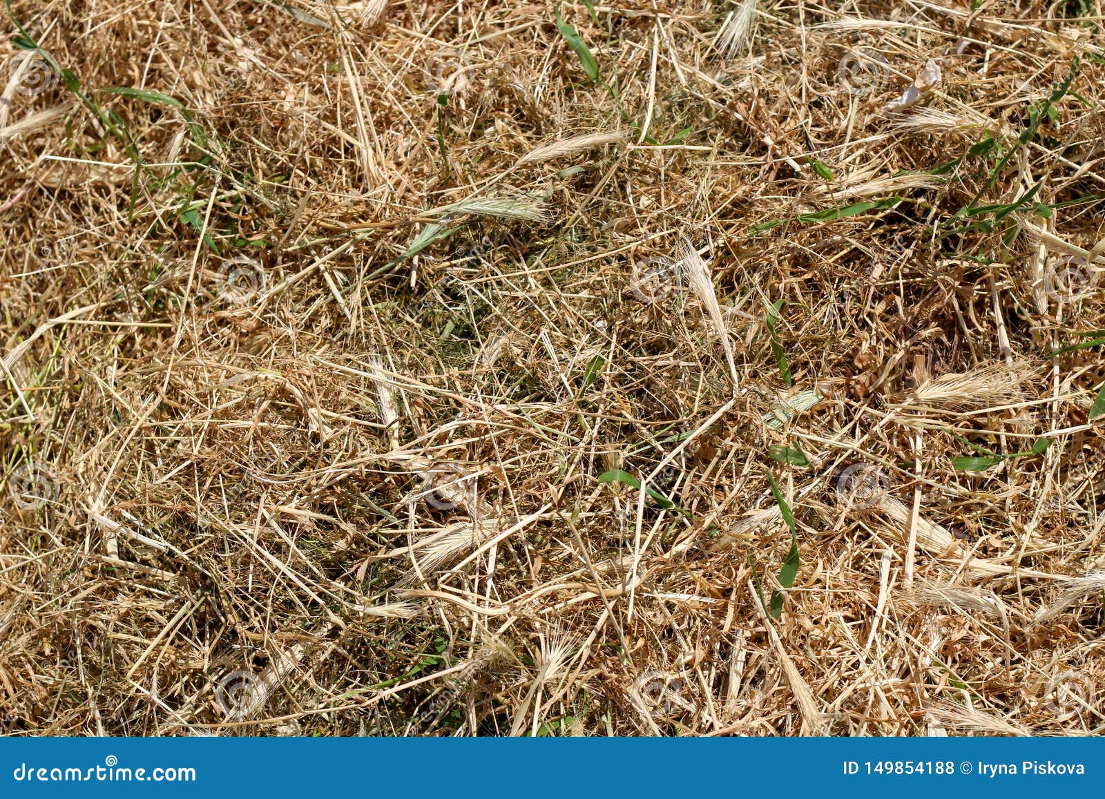 Texture, Background of Dry Mown Grass Stock Photo - Image of rural ...