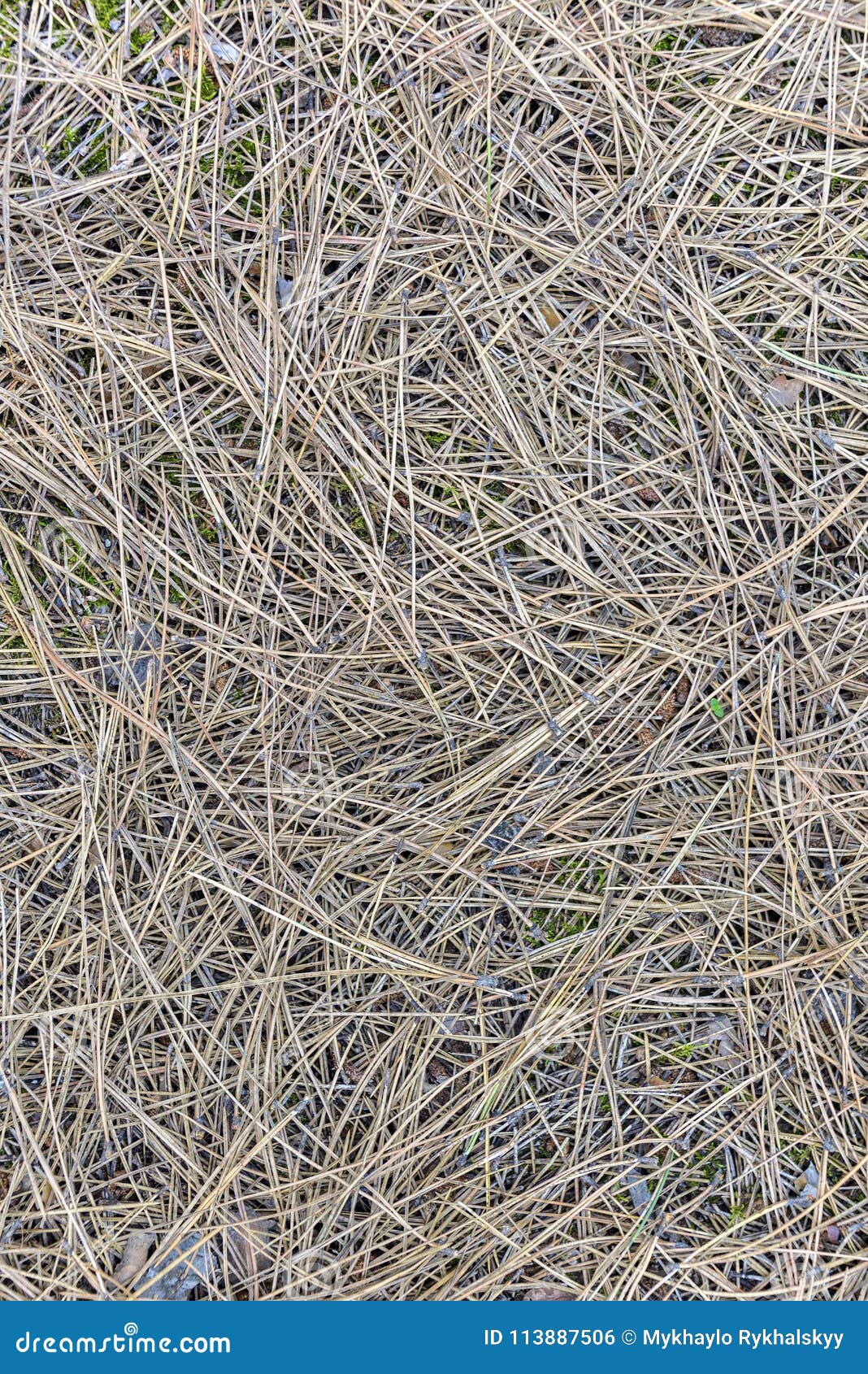 Texture. Background. Fallen Pine Needles. Stock Photo - Image of ...