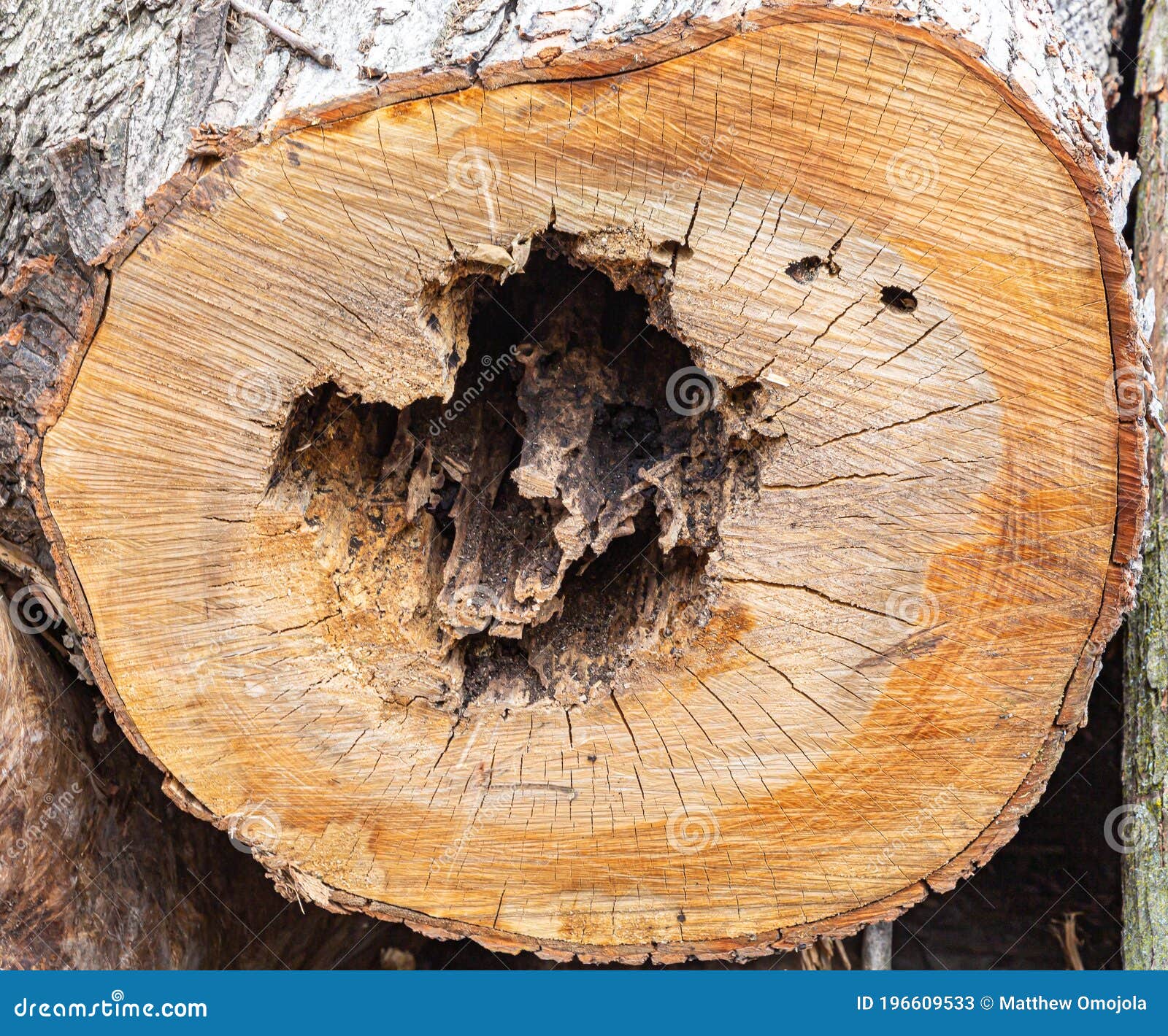 Irregular Hoiiow Stock Photos - Free & Royalty-Free Stock Photos from ...