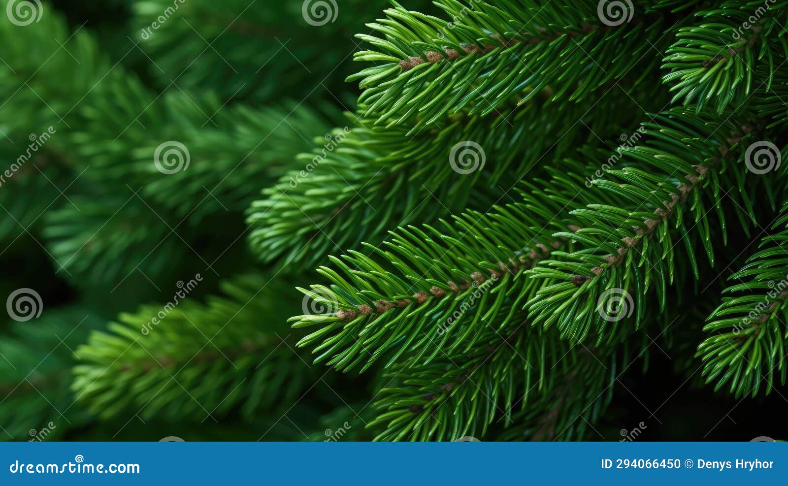 Texture Background in the Form of Branches from Christmas Trees. New ...