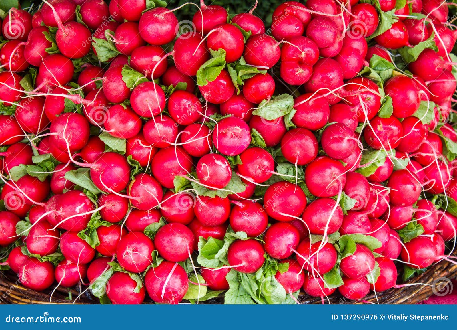 Texture background stock photo. Image of radish, healthy - 137290976