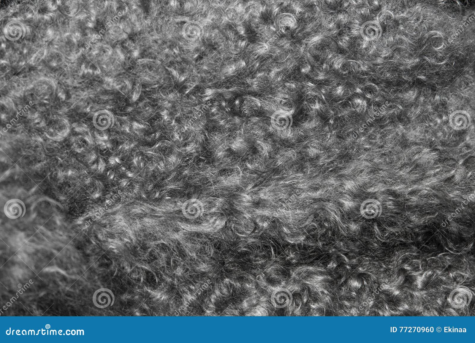 Texture, Background. the Fur of the Angora Goat Stock Photo - Image of ...