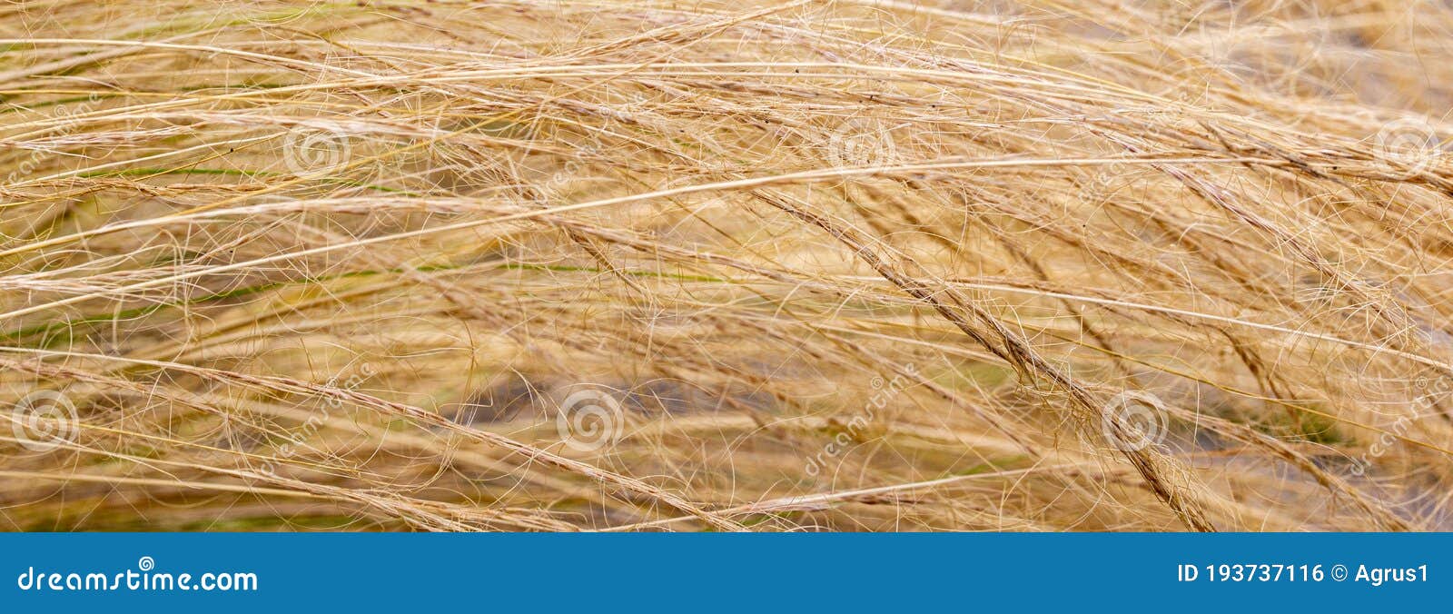 Texture of Golden Grass on Field Stock Photo - Image of textured, crop ...