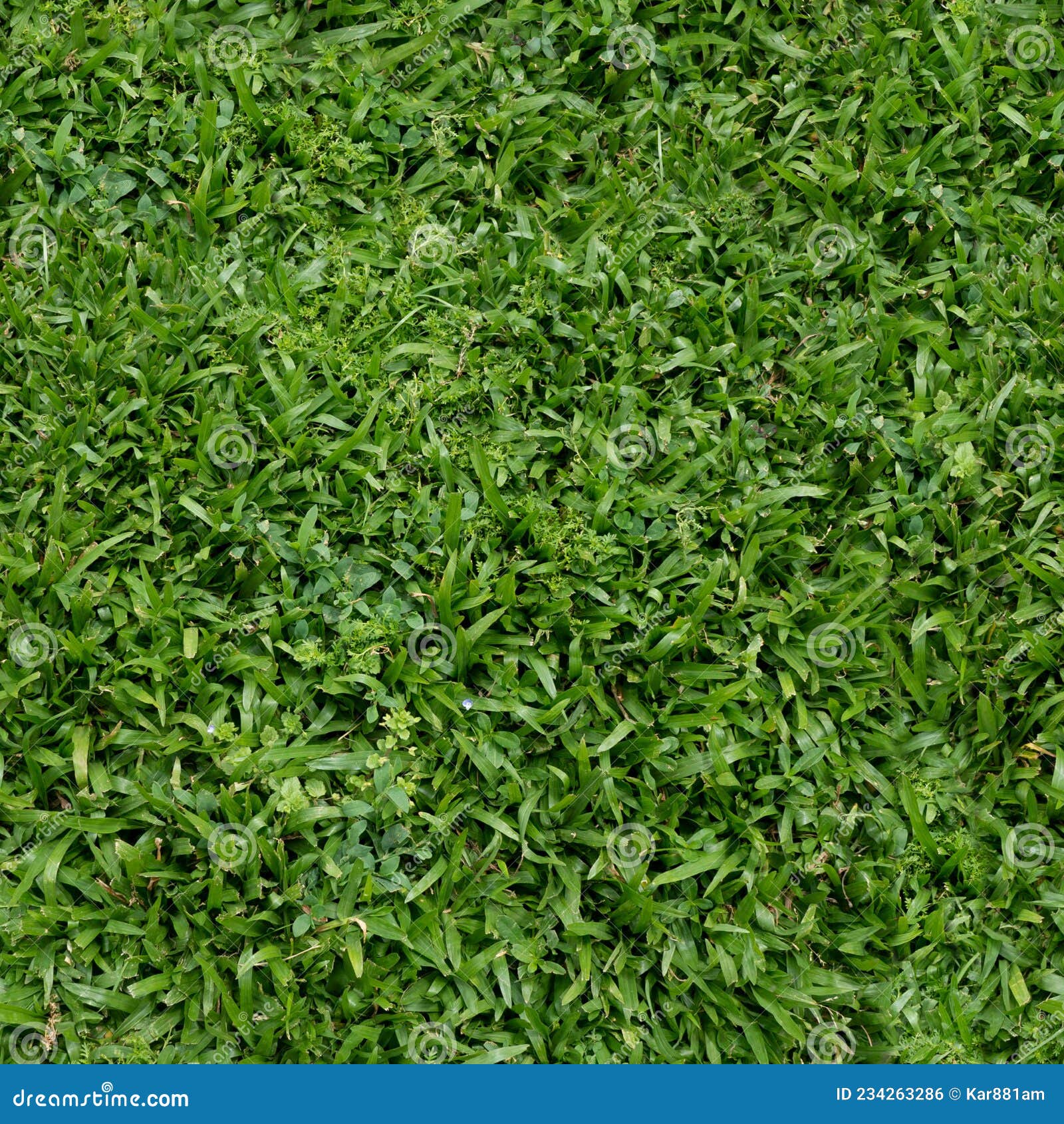 Texture and Background Grass, High Resolution Stock Photo - Image of ...