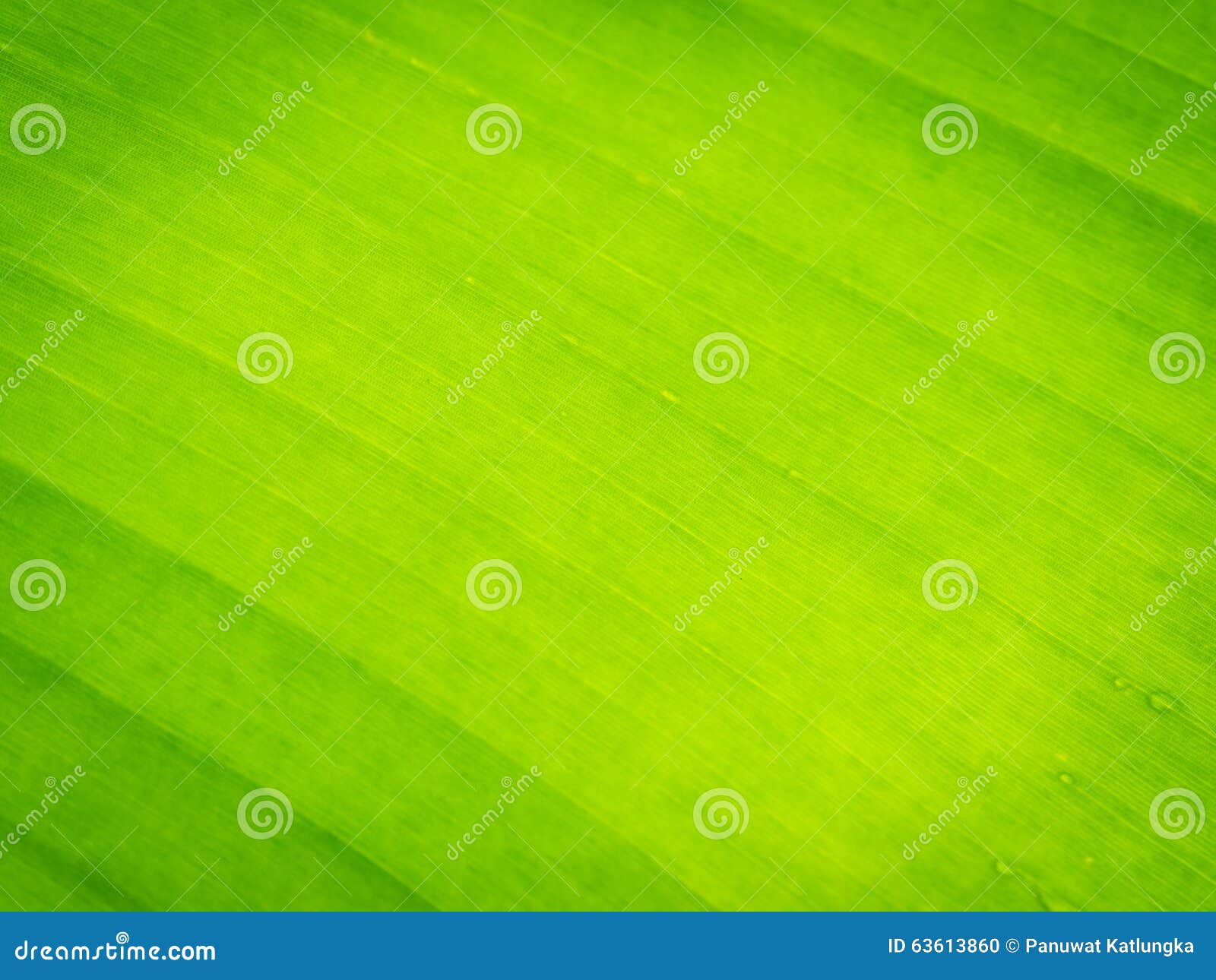 Texture Background of Green Leaf Stock Photo - Image of foliage, season ...