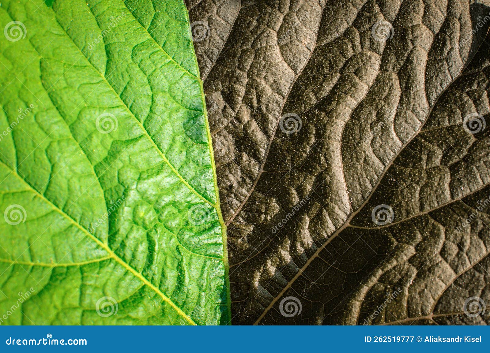 Half Of Ugly Double Organic Lemon Unusual Shape In Human Hand On Grey ...