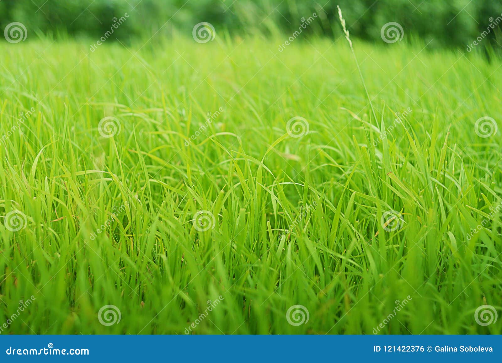 Texture or Background with Green Soft Grass Stock Photo - Image of ...