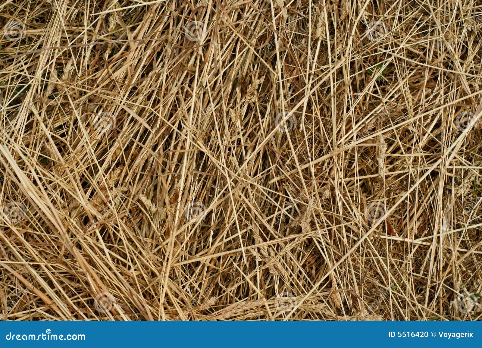 Texture background of hay stock photo. Image of farming - 5516420