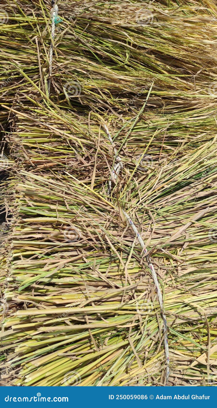 Texture Background of Haystack - Stock Photo Stock Photo - Image of ...