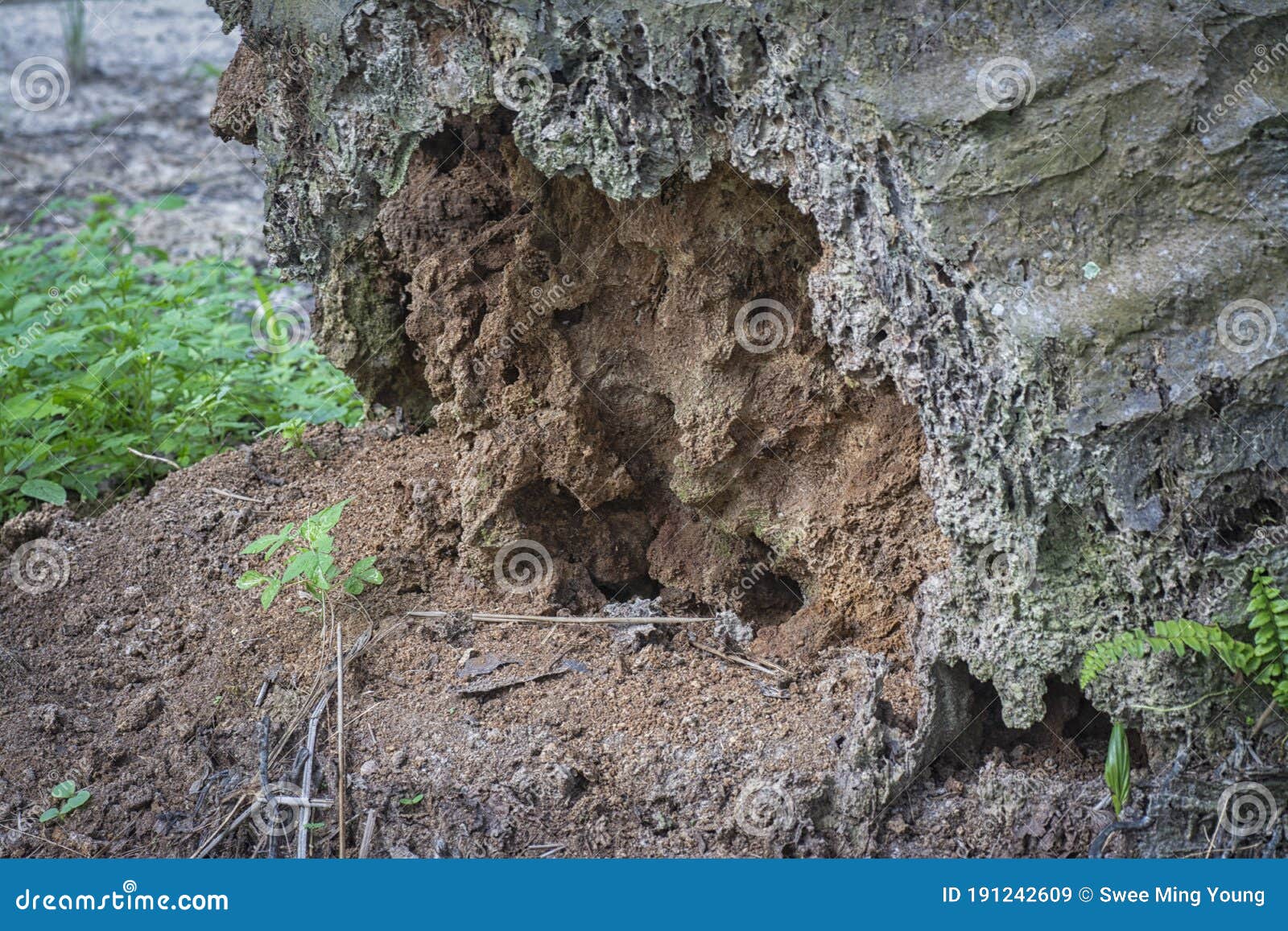 Image of Dead or Decay Tree Trunk and Branch. Stock Image - Image of ...