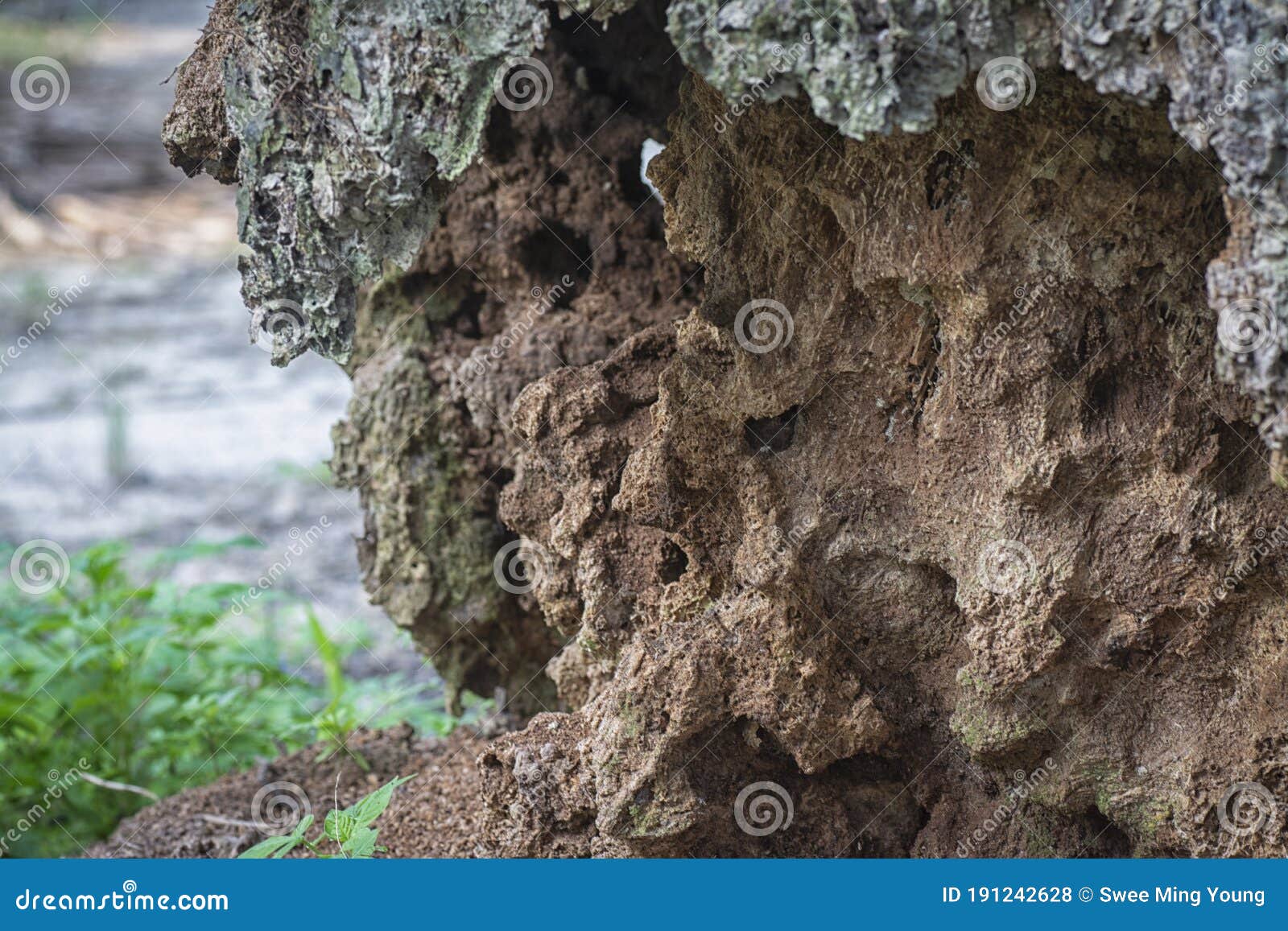Image of Dead or Decay Tree Trunk and Branch. Stock Photo - Image of ...