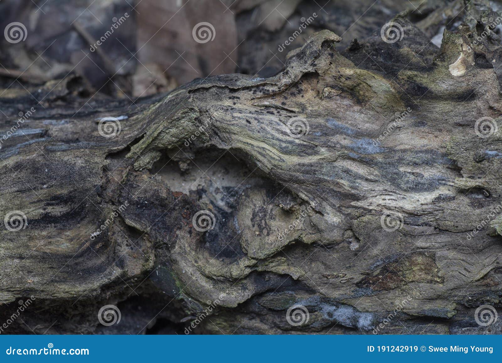Image of Dead or Decay Tree Trunk and Branch. Stock Image - Image of ...