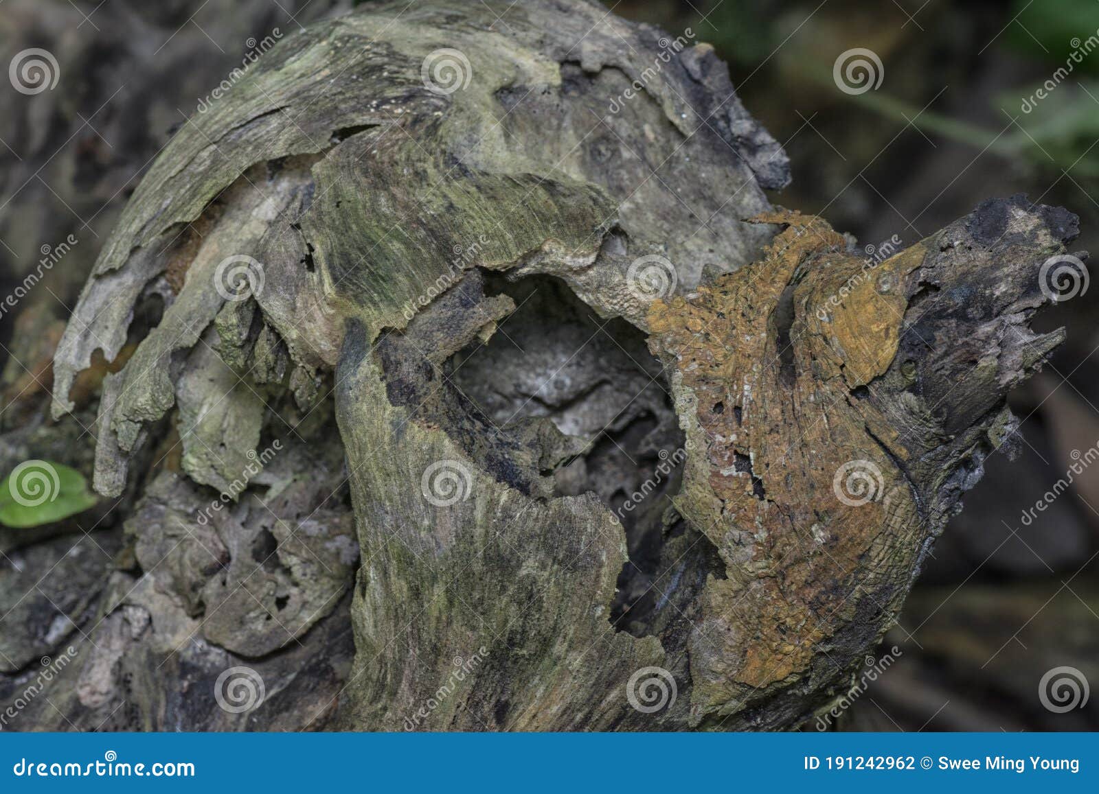 Image of Dead or Decay Tree Trunk and Branch. Stock Photo - Image of ...