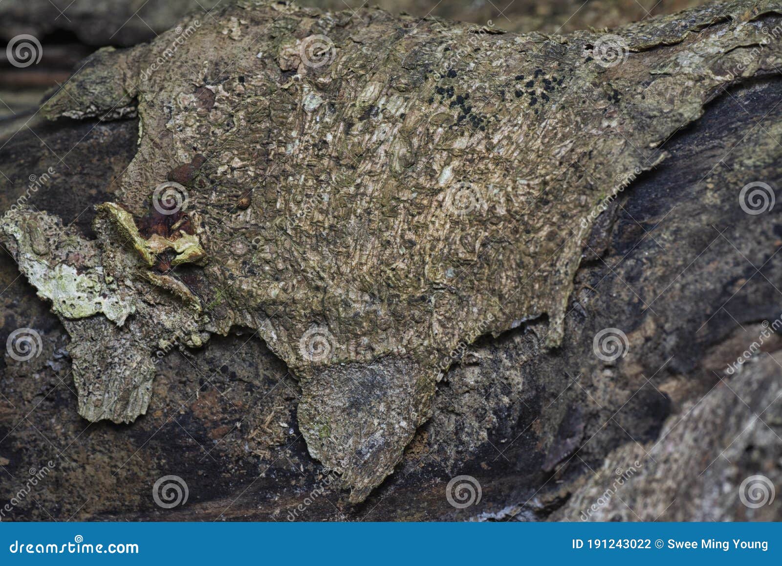 Image of Dead or Decay Tree Trunk and Branch. Stock Photo - Image of ...