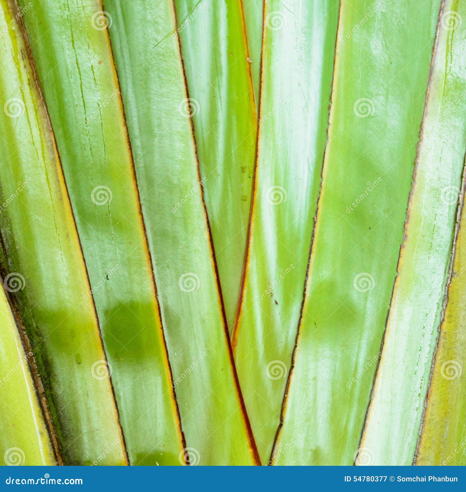 Texture Background of the Leaf Stalk Stock Image - Image of palm ...