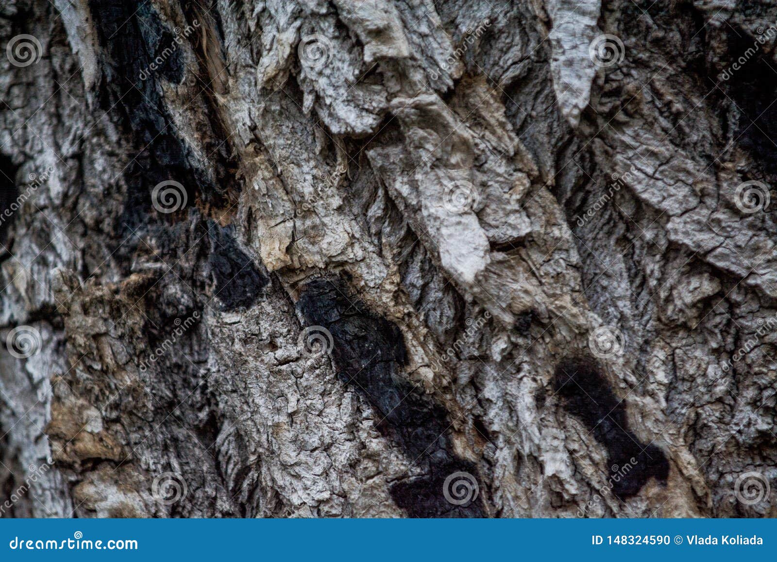 Texture or Background of Light Bark of a Tree with Black Streaks and ...