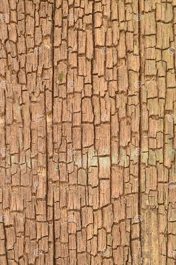 Texture or Background a Bark of the Trunk Light Colored Trees and Has ...